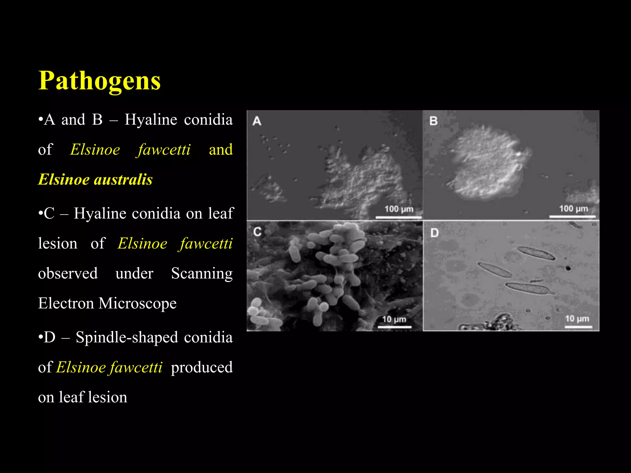 2015021026 citrus scab | PPTX