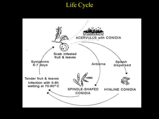 2015021026 citrus scab | PPTX