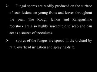 2015021026 citrus scab | PPTX