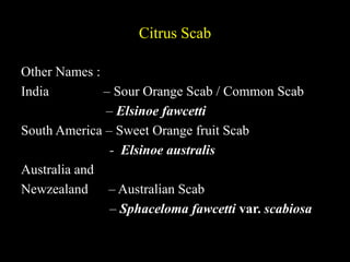 2015021026 citrus scab | PPTX