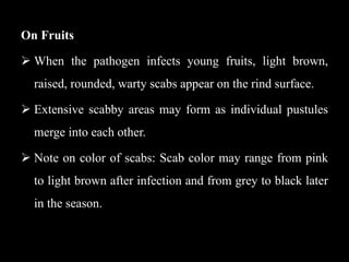 2015021026 citrus scab | PPTX