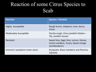 2015021026 citrus scab | PPTX