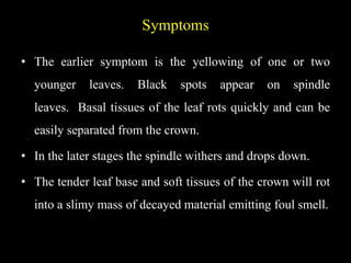 2015021036 coconut bud rot | PPTX