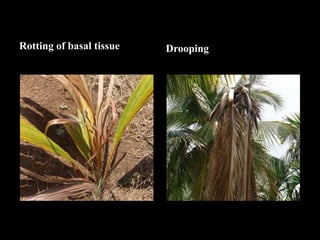2015021036 coconut bud rot | PPTX