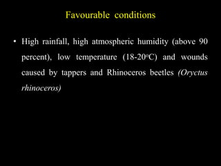 2015021036 coconut bud rot | PPTX