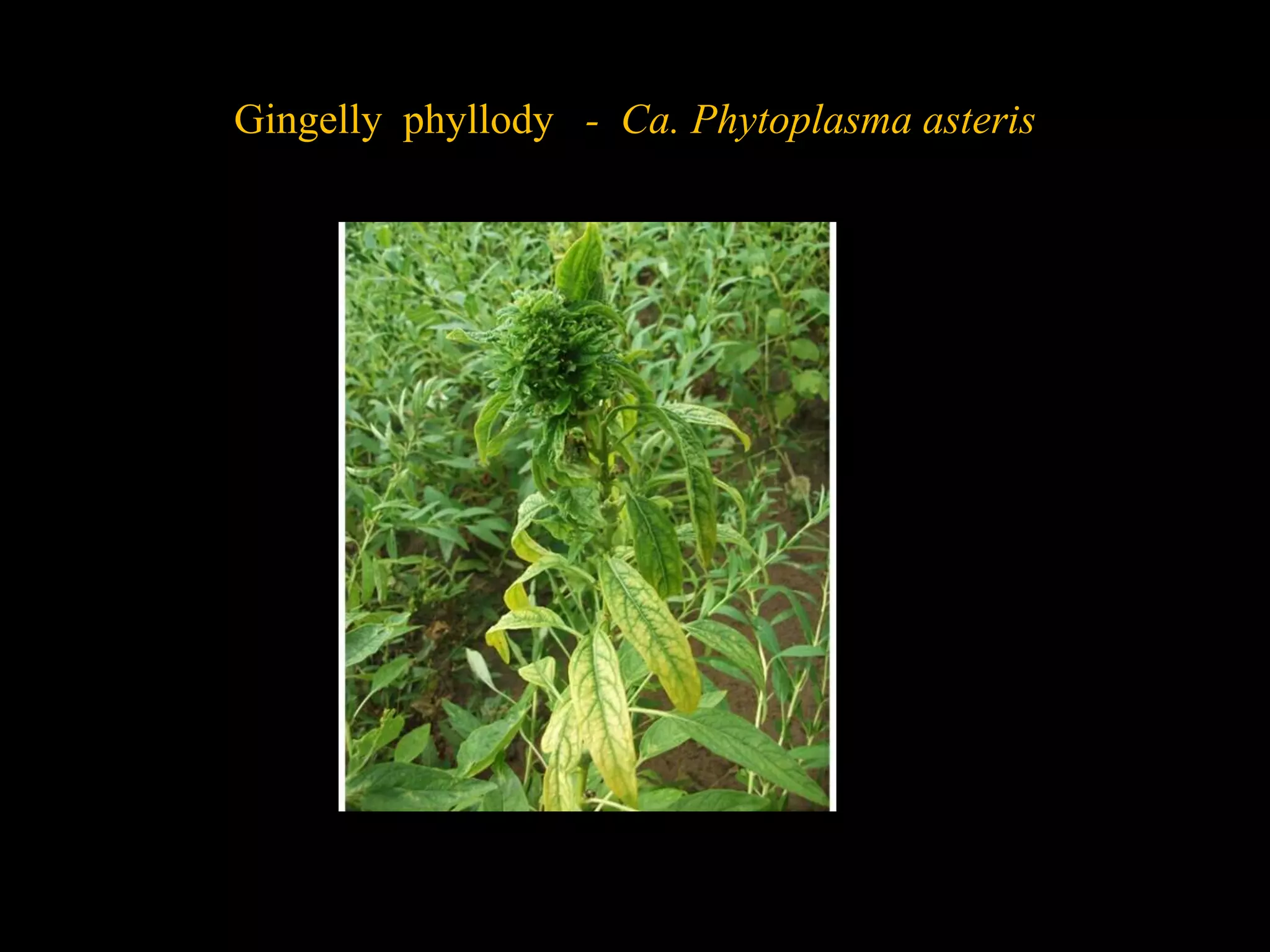 Blackgram leaf crinkle and curl disease | PPTX