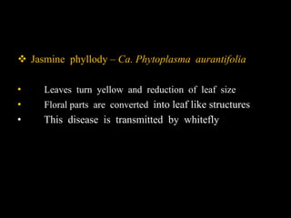 Blackgram leaf crinkle and curl disease | PPTX