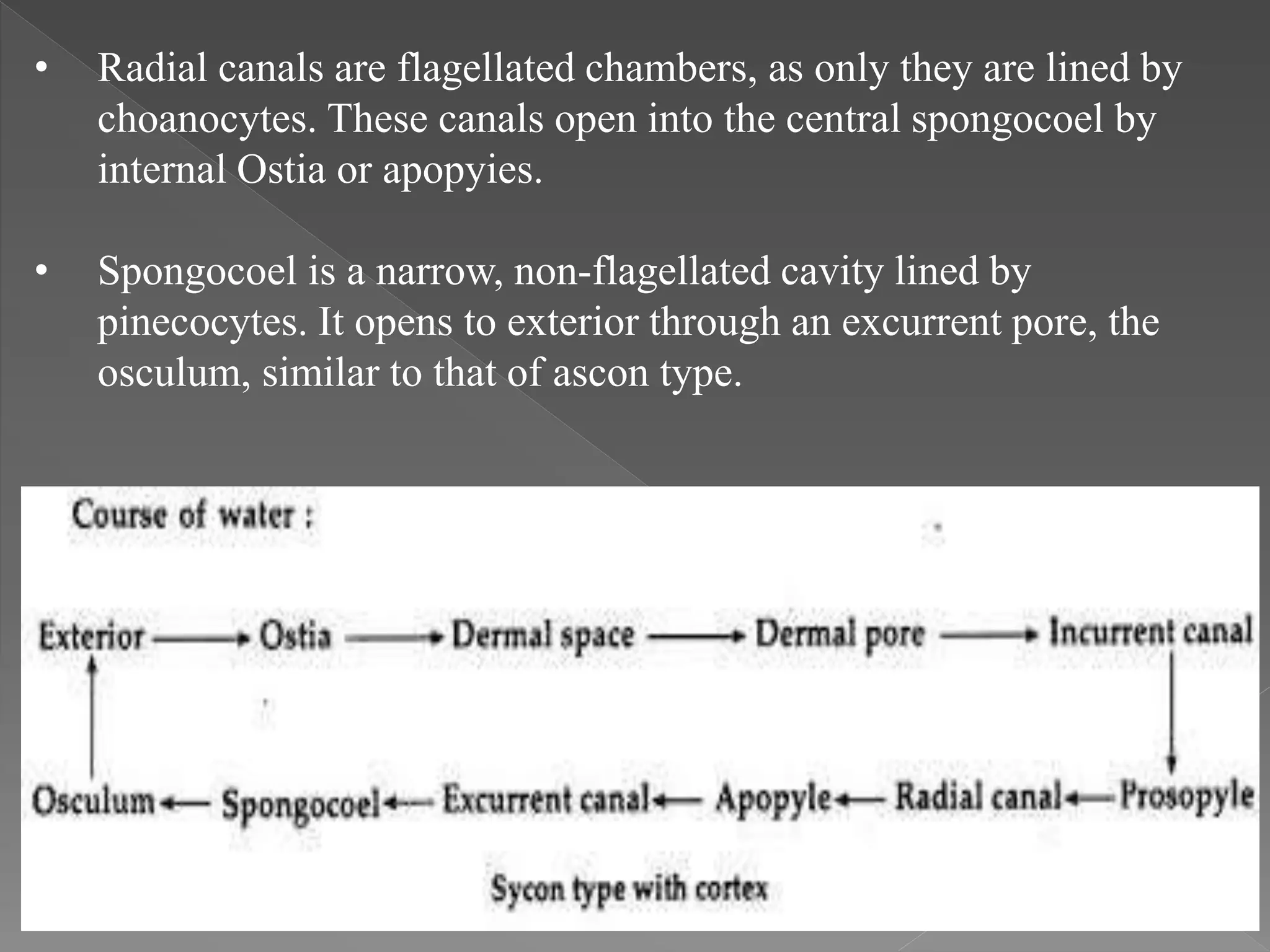 canal system | PPTX