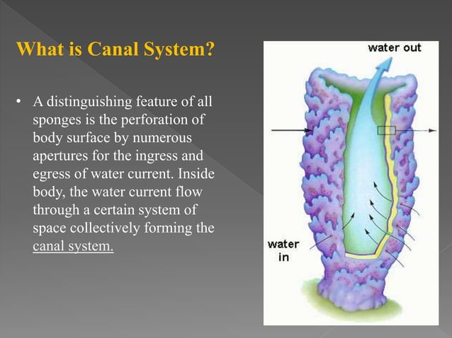 canal system | PPTX | Biological Sciences | Science