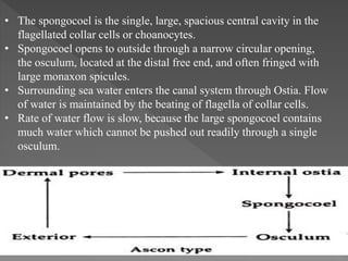 canal system | PPTX | Biological Sciences | Science