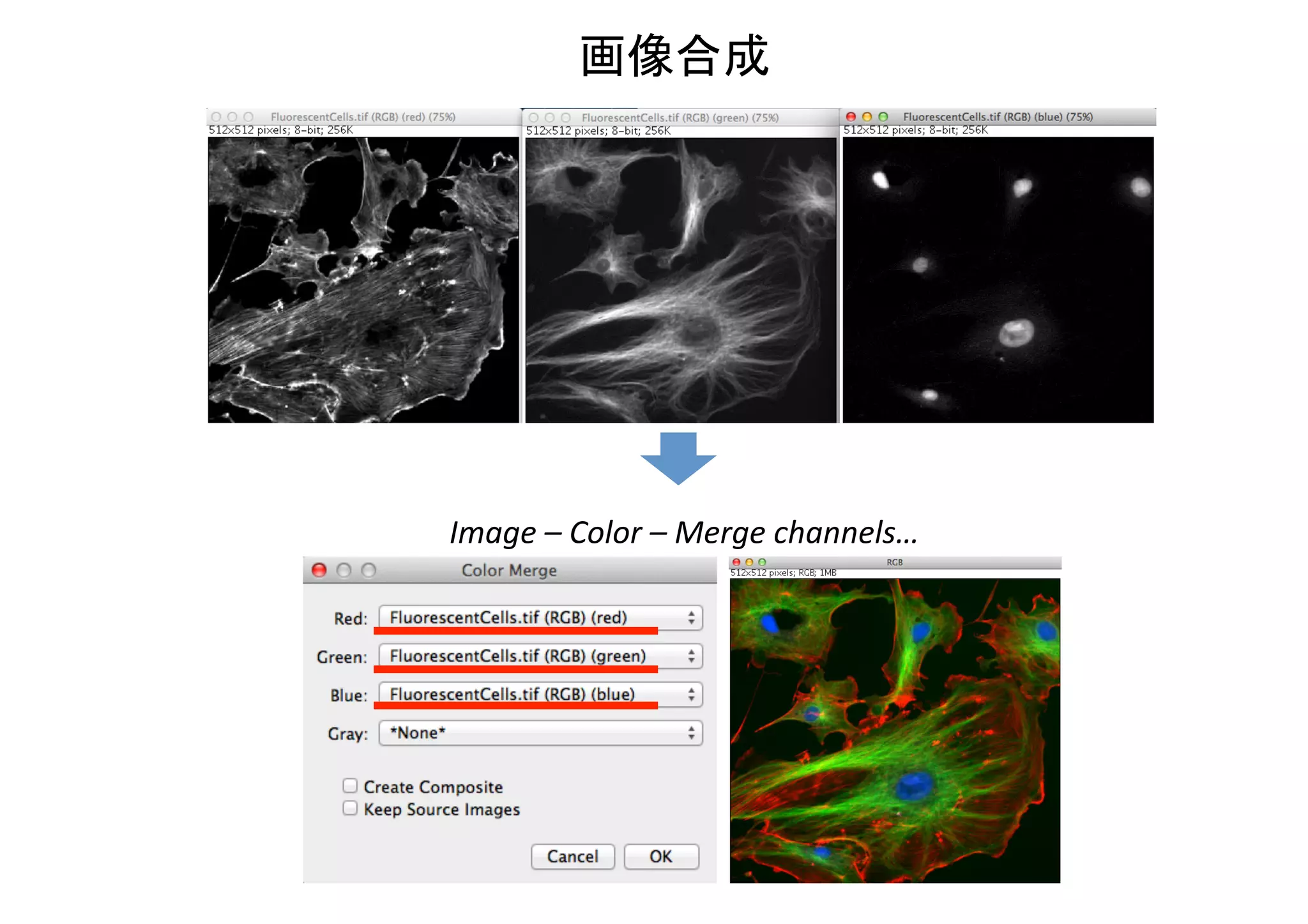 Imagejを使った画像解析実習 色の解析 Ppt 