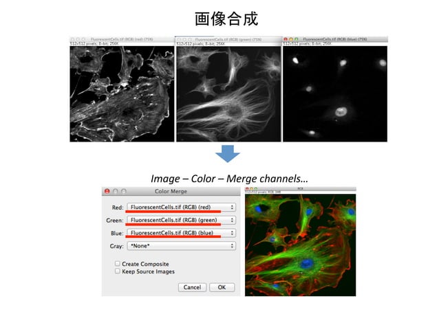 ImageJを使った画像解析実習-色の解析- | PDF | Photo Editing Software | Computer Software and Applications