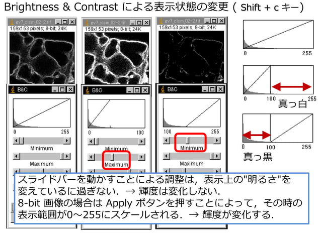 ImageJを使った画像解析実習〜2値化・領域抽出〜 | PDF