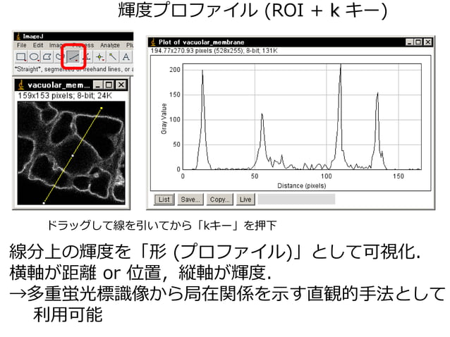 ImageJを使った画像解析実習〜2値化・領域抽出〜 | PDF