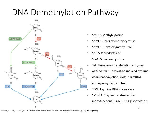DNA Methylation Data Analysis