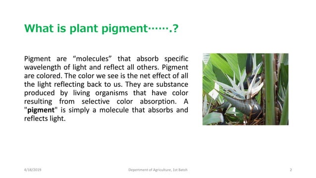 Plant pigment by Nayan Howlader | PPTX | Gardening | Home & Garden