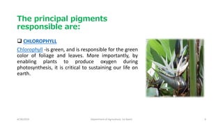 Plant pigment by Nayan Howlader | PPTX