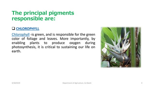 Plant pigment by Nayan Howlader | PPTX | Gardening | Home & Garden