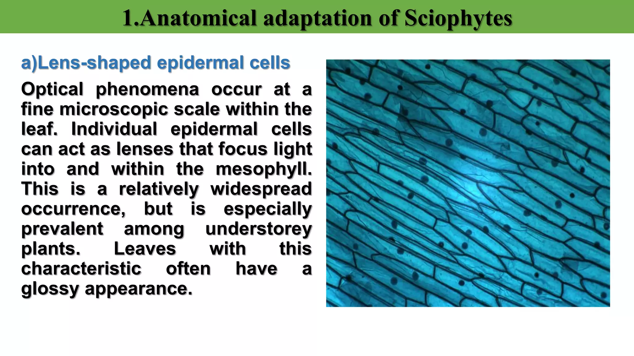 Sciophytes | PPTX