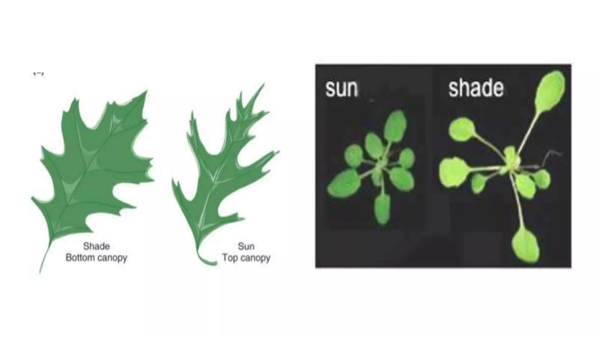 Sciophytes | PPTX