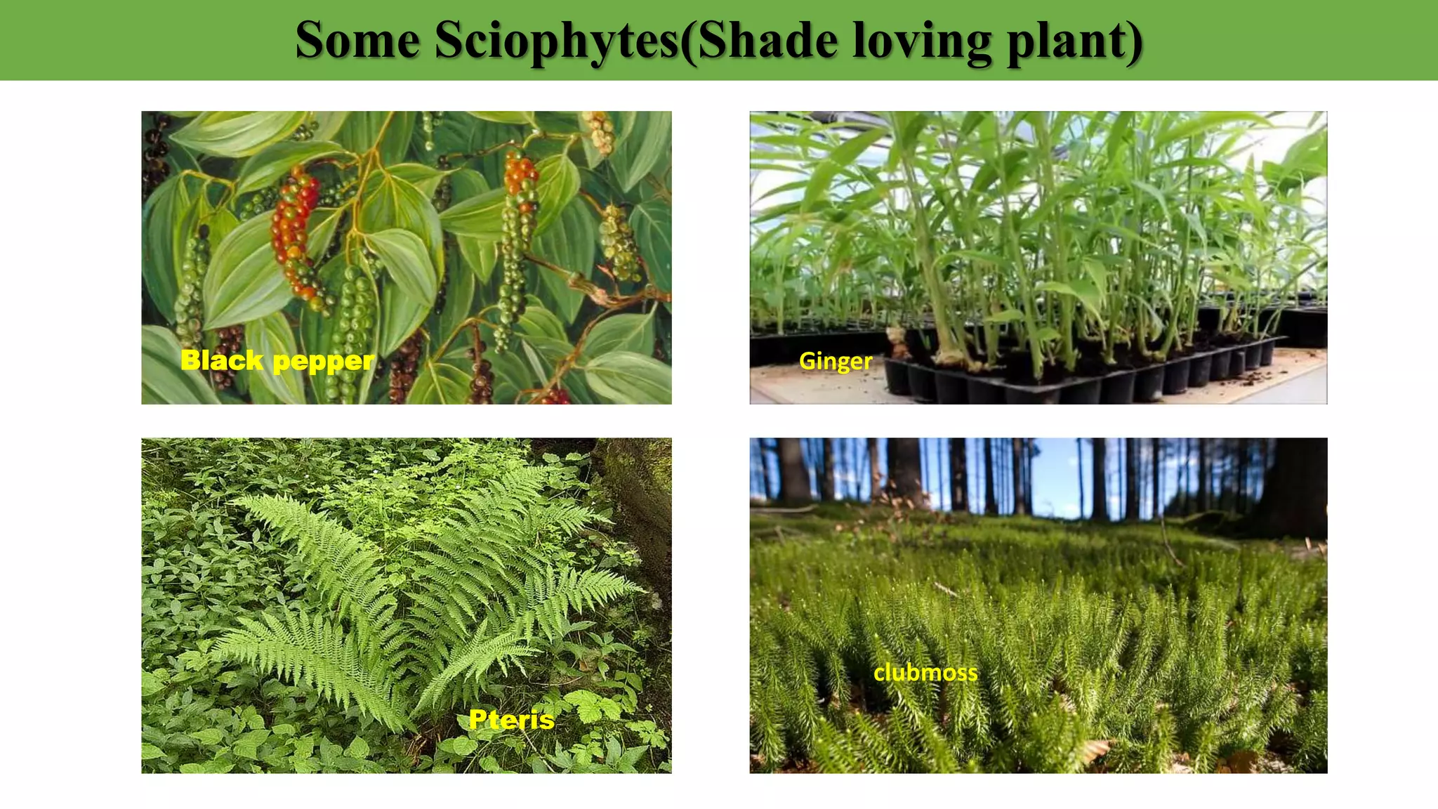 Sciophytes | PPTX
