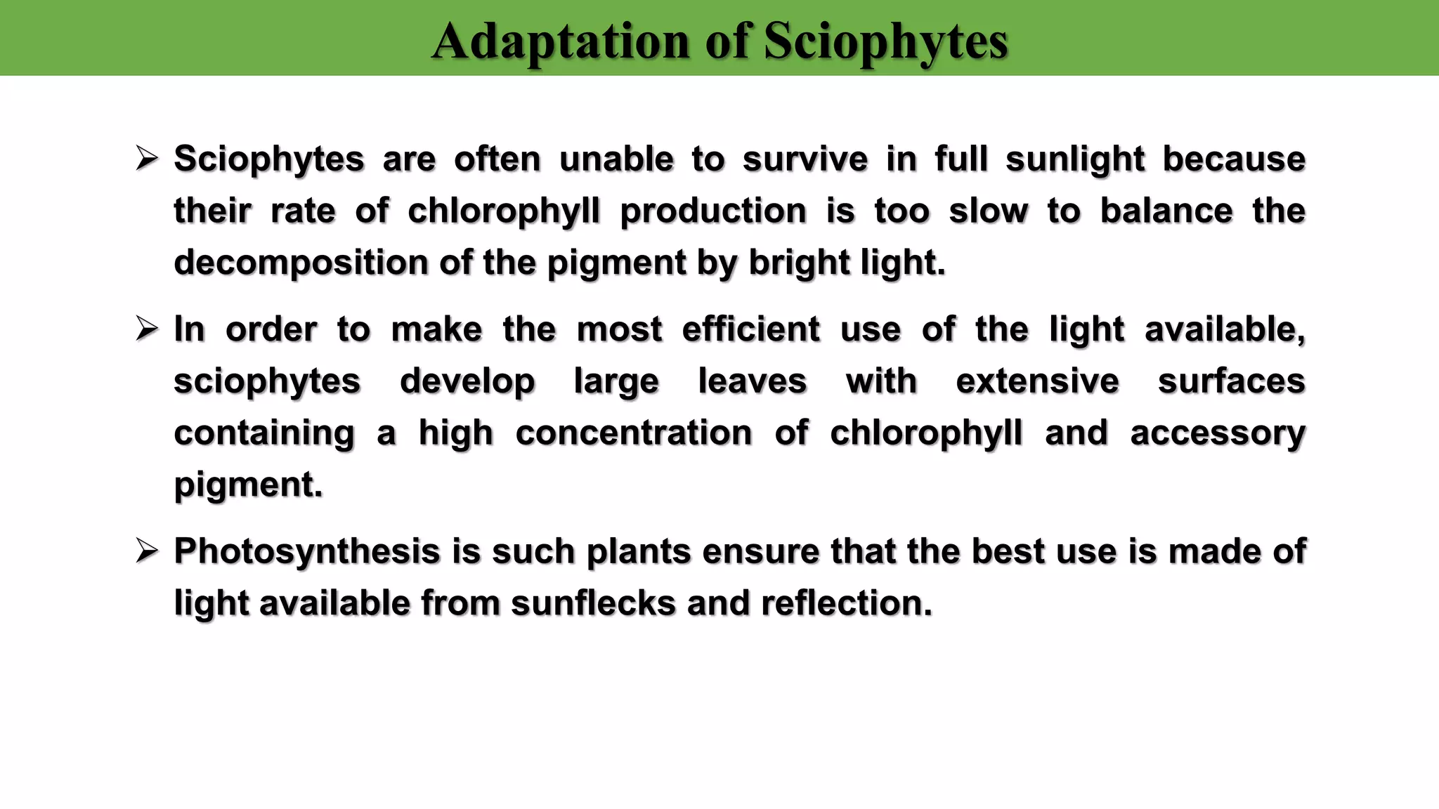 Sciophytes | PPTX