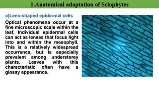 Sciophytes | PPTX