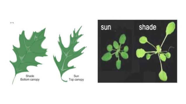 Sciophytes | PPTX | Gardening | Home & Garden
