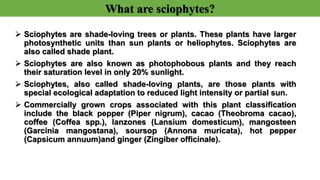 Sciophytes | PPTX