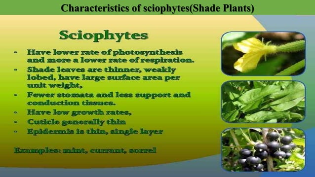 Sciophytes | PPTX | Gardening | Home & Garden