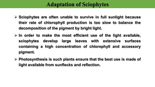 Sciophytes | PPTX