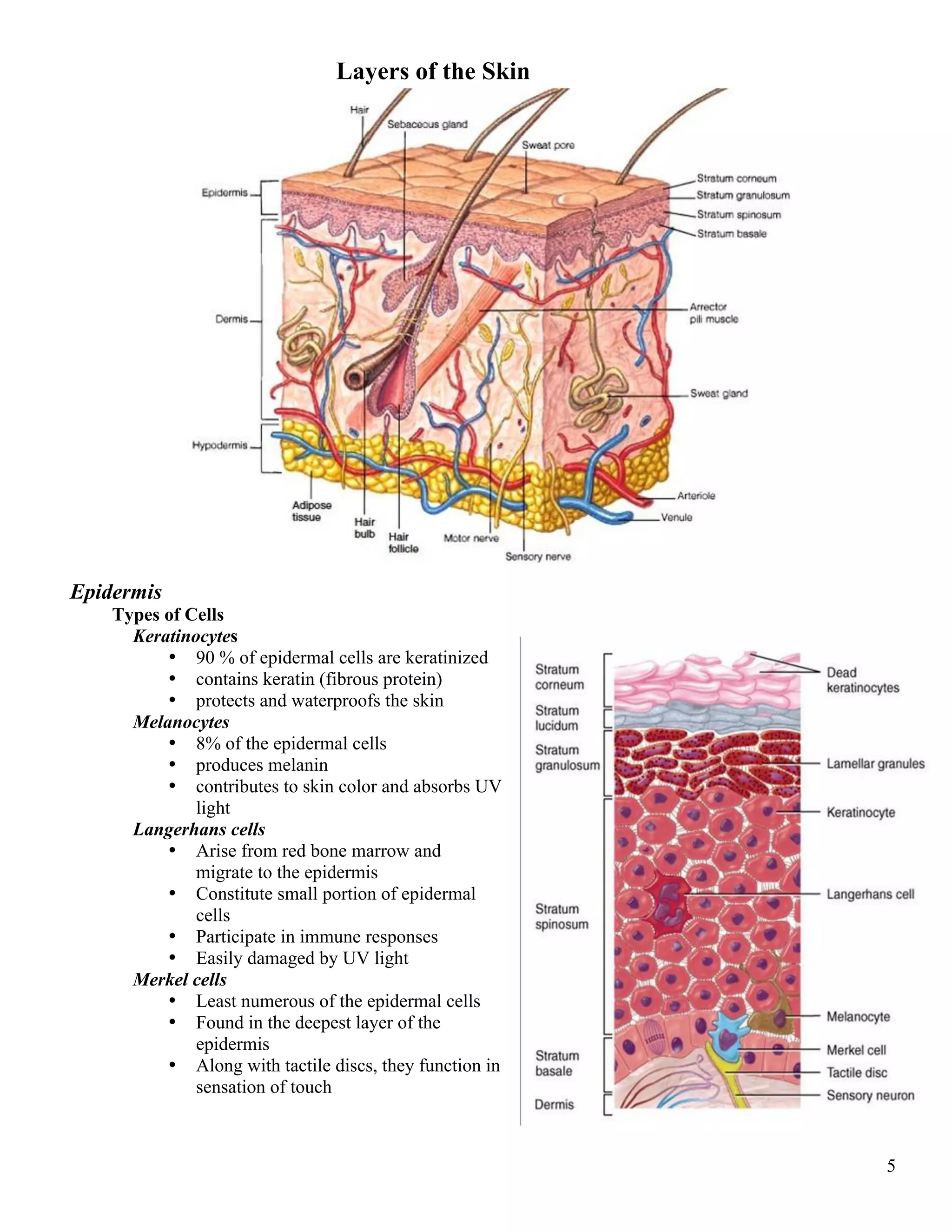 2015 a&p integumentary handout | PDF