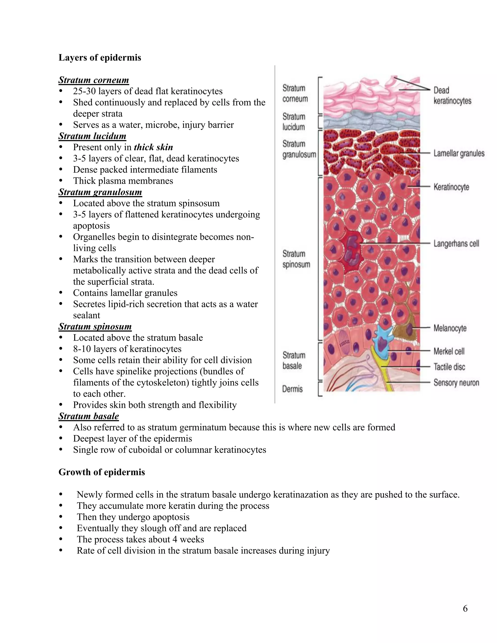 2015 a&p integumentary handout | PDF