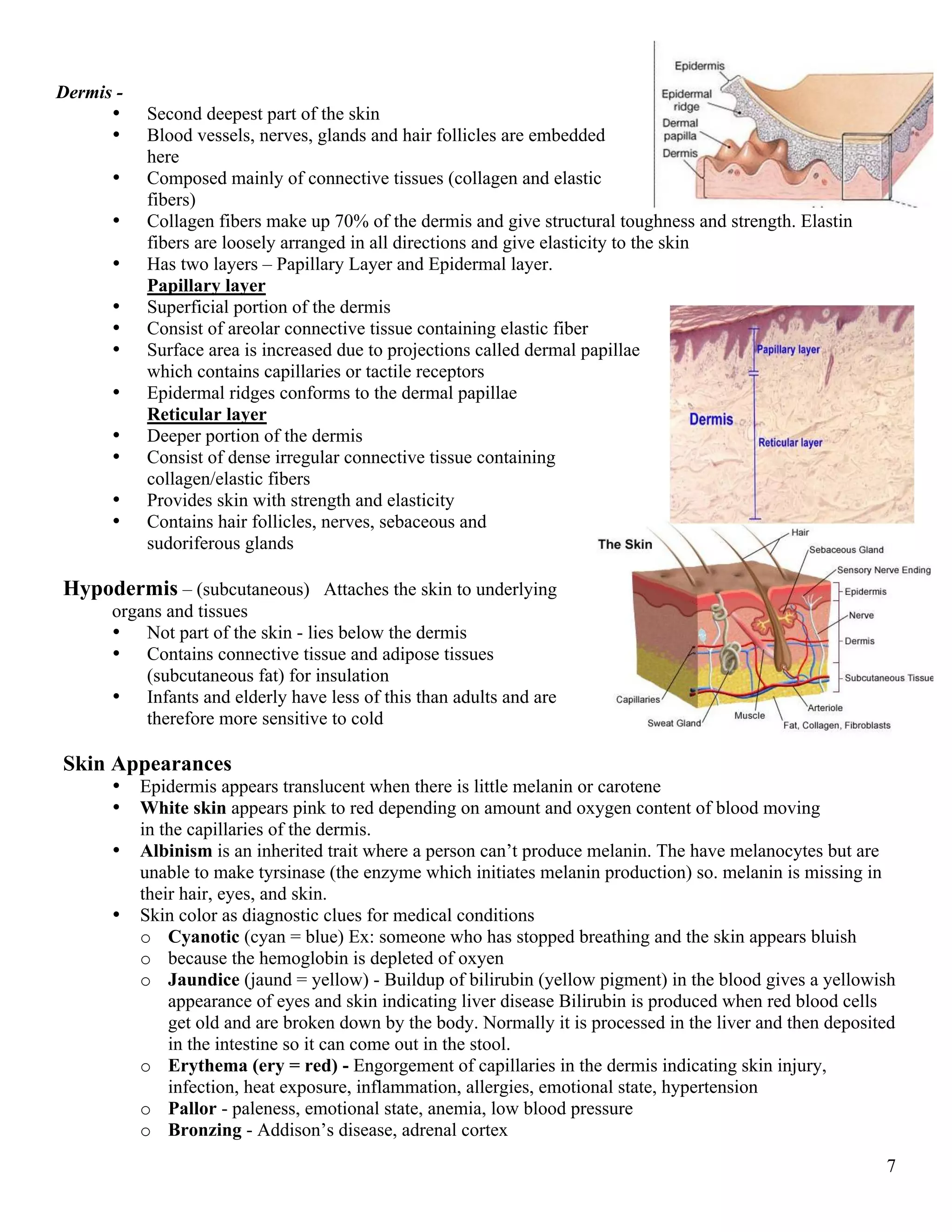 2015 a&p integumentary handout | PDF