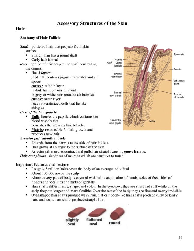 2015 a&p integumentary handout | PDF | Skin and Dermatology | Diseases ...