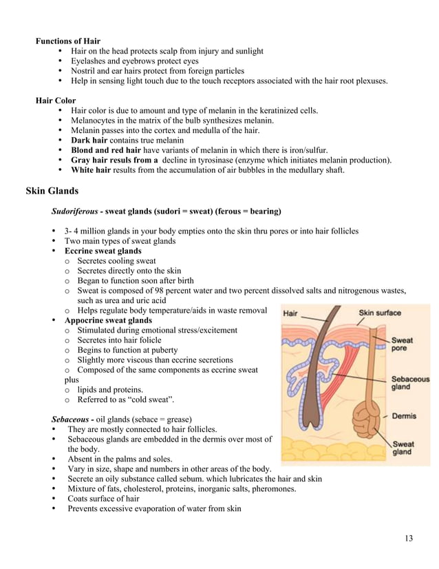 2015 a&p integumentary handout | PDF | Skin and Dermatology | Diseases ...