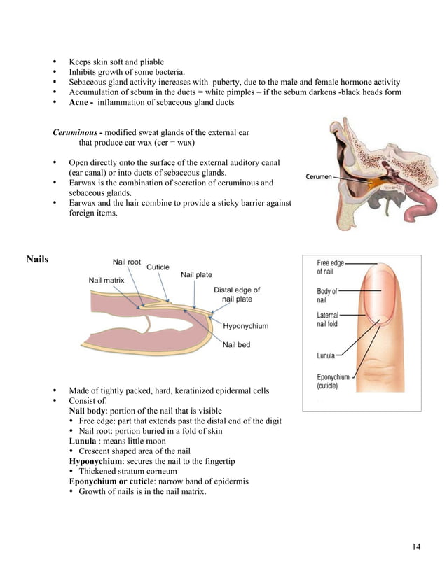 2015 a&p integumentary handout | PDF | Skin and Dermatology | Diseases ...