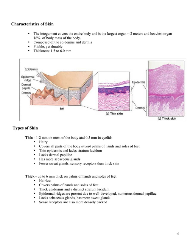 2015 a&p integumentary handout | PDF | Skin and Dermatology | Diseases ...