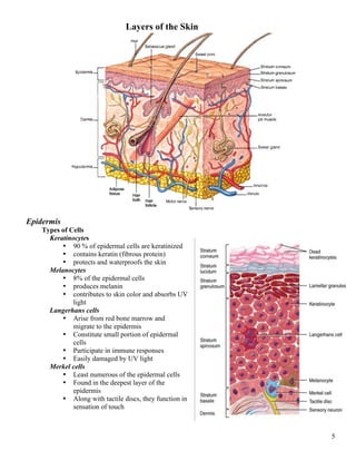 2015 a&p integumentary handout | PDF | Skin and Dermatology | Diseases ...