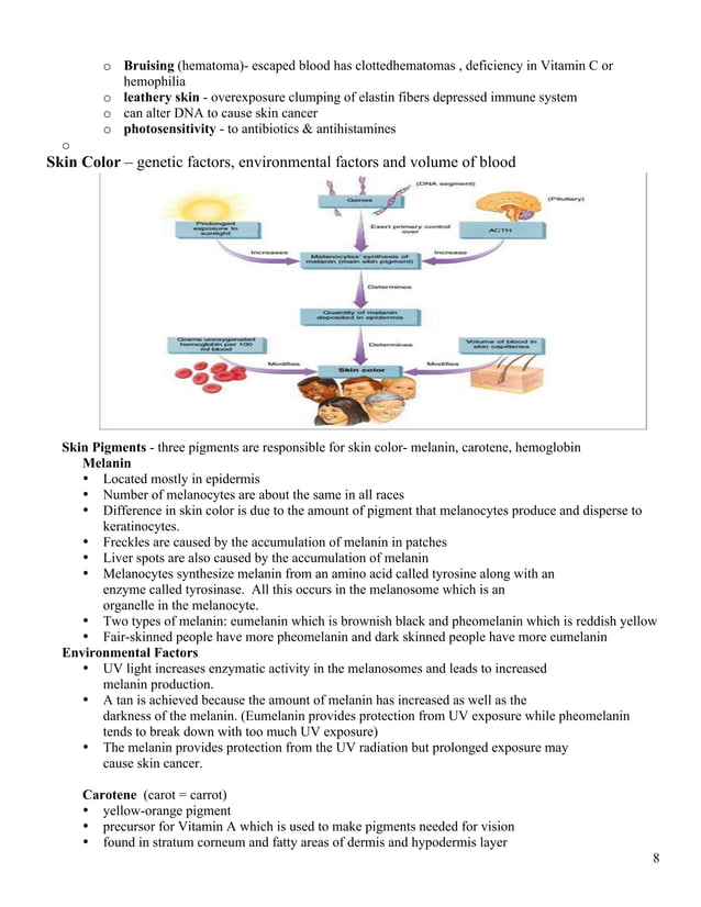 2015 a&p integumentary handout | PDF | Skin and Dermatology | Diseases ...
