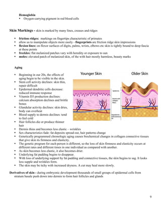 2015 a&p integumentary handout | PDF | Skin and Dermatology | Diseases ...