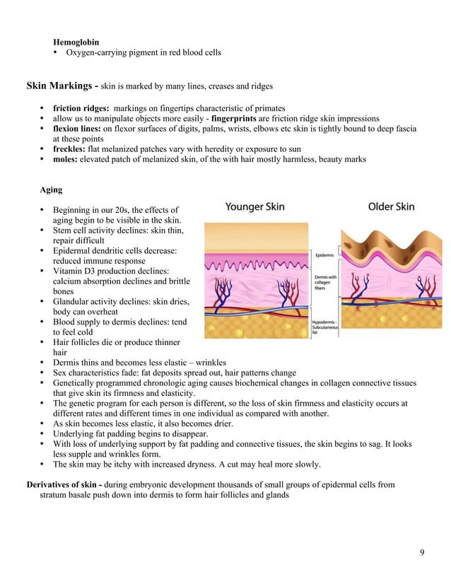 2015 a&p integumentary handout | PDF | Skin and Dermatology | Diseases ...