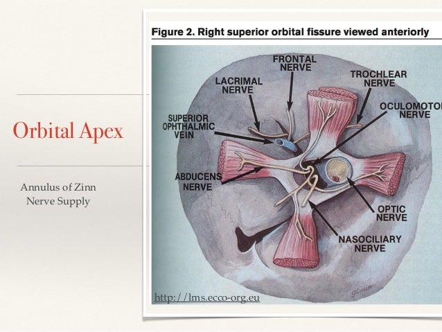 2015 Strabismus and Amblyopia