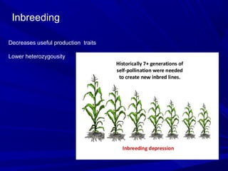 Plant Genetic Improvement Methods | PPT