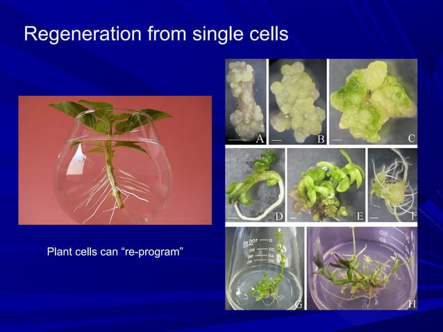 Plant Genetic Improvement Methods Ppt