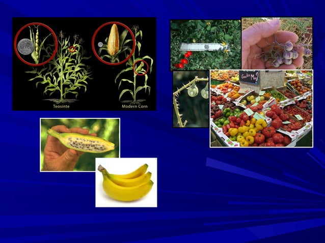 Plant Genetic Improvement Methods Ppt