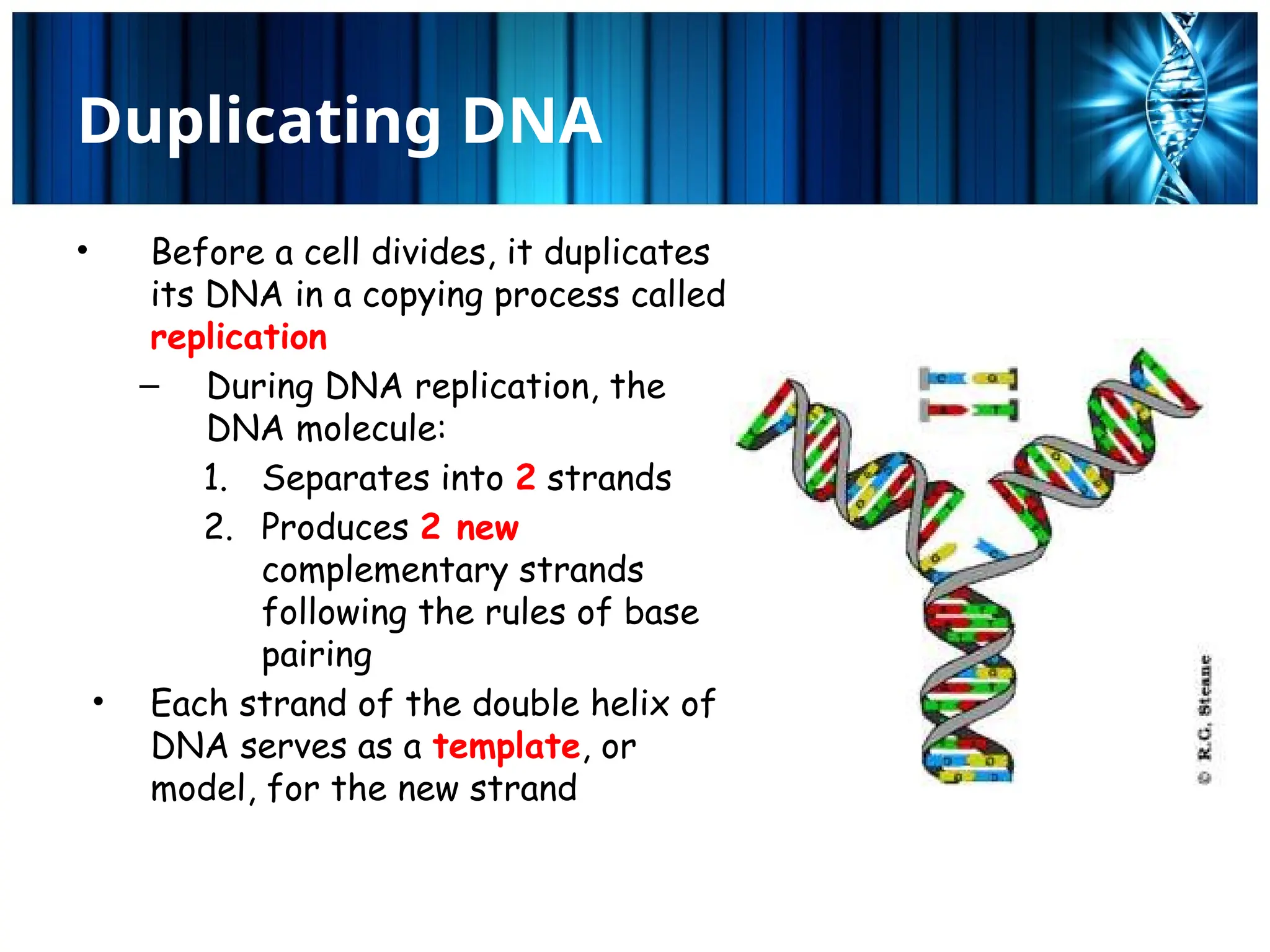 DNA replication of eukaryotes and prokaryotes | PPTX