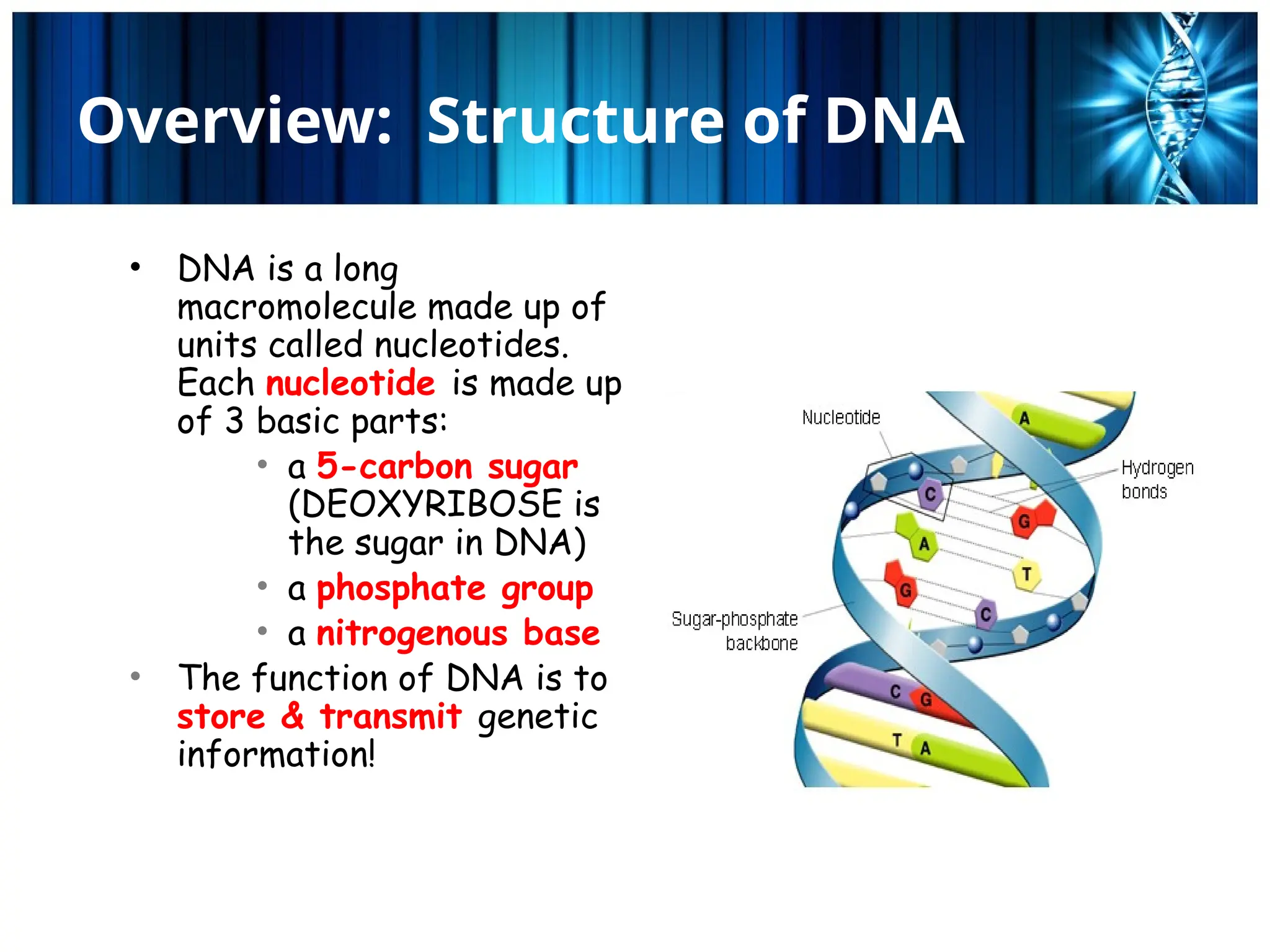 DNA replication of eukaryotes and prokaryotes | PPT