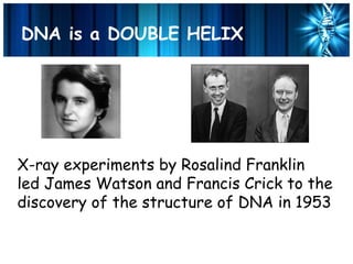 DNA replication of eukaryotes and prokaryotes | PPT
