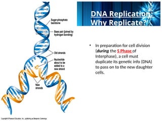 DNA replication of eukaryotes and prokaryotes | PPTX